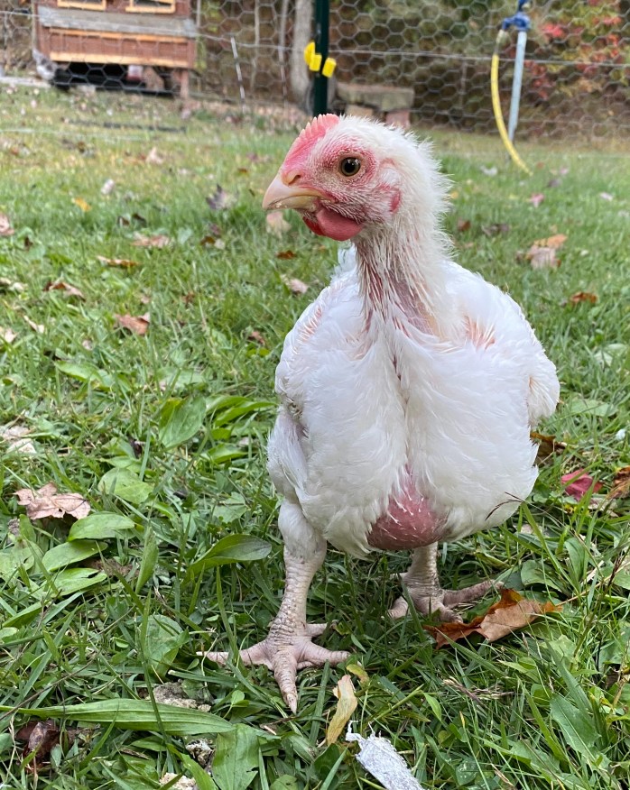 Raising and Processing Cornish Cross Meat Chickens – Humble Hills Homestead